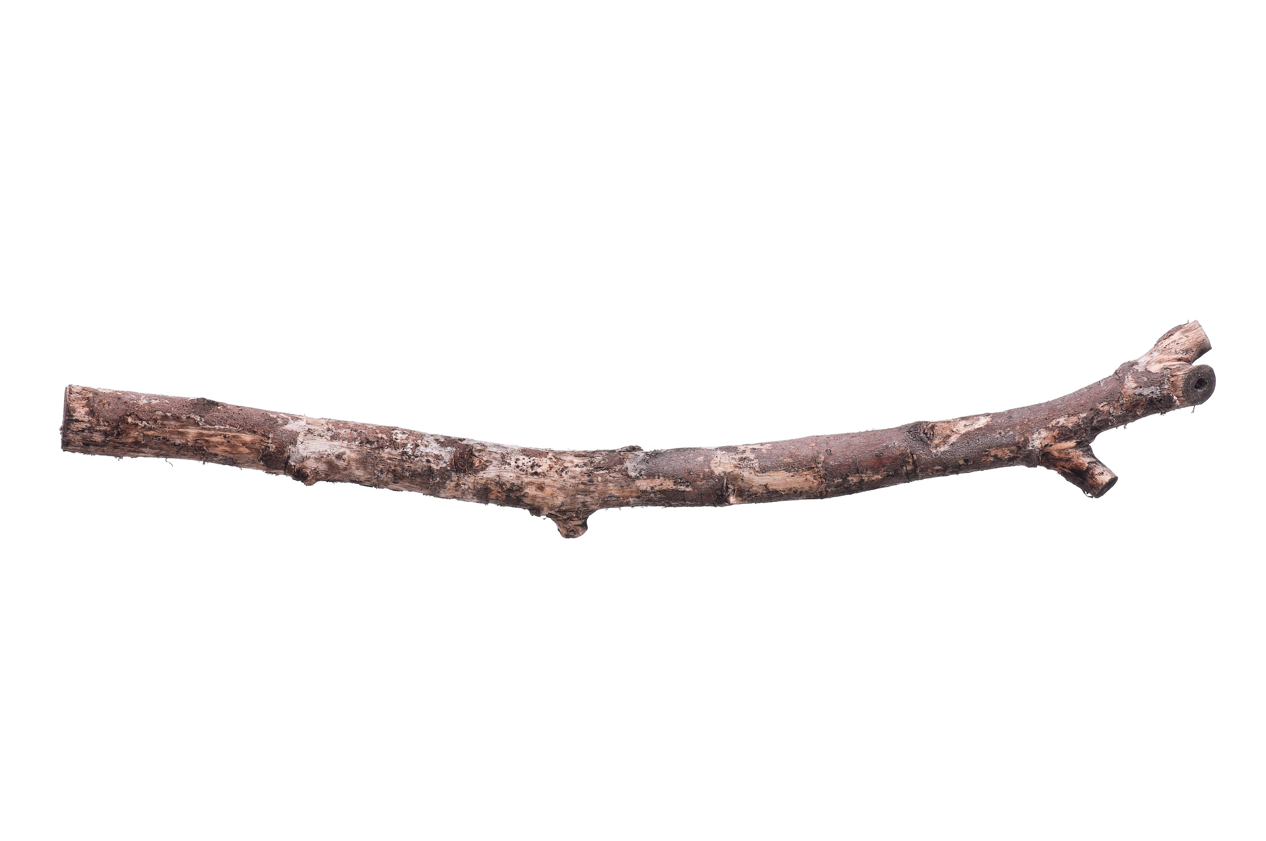 Boomerang – The National Museum of Language