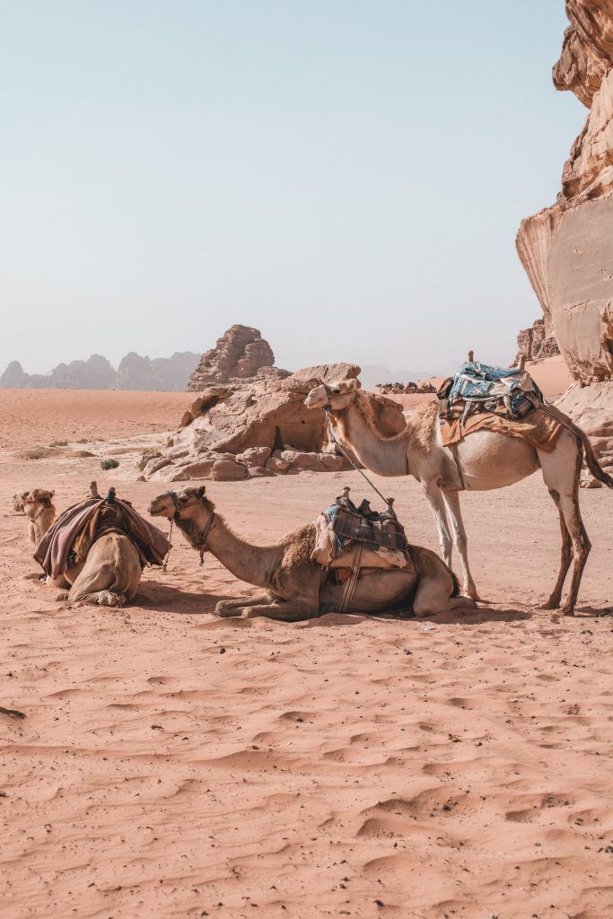 Poetry from Jordan – The National Museum of Language